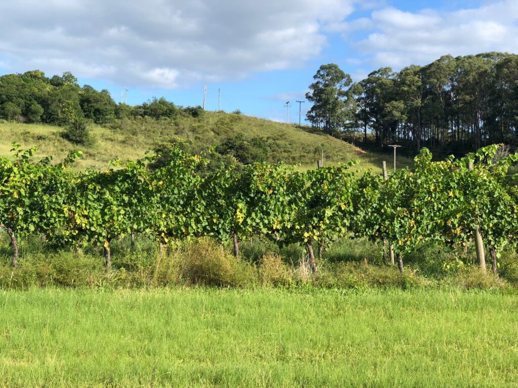 Latada ou Espaldeira: tradição, qualidade e mercado - Brasil de Vinhos