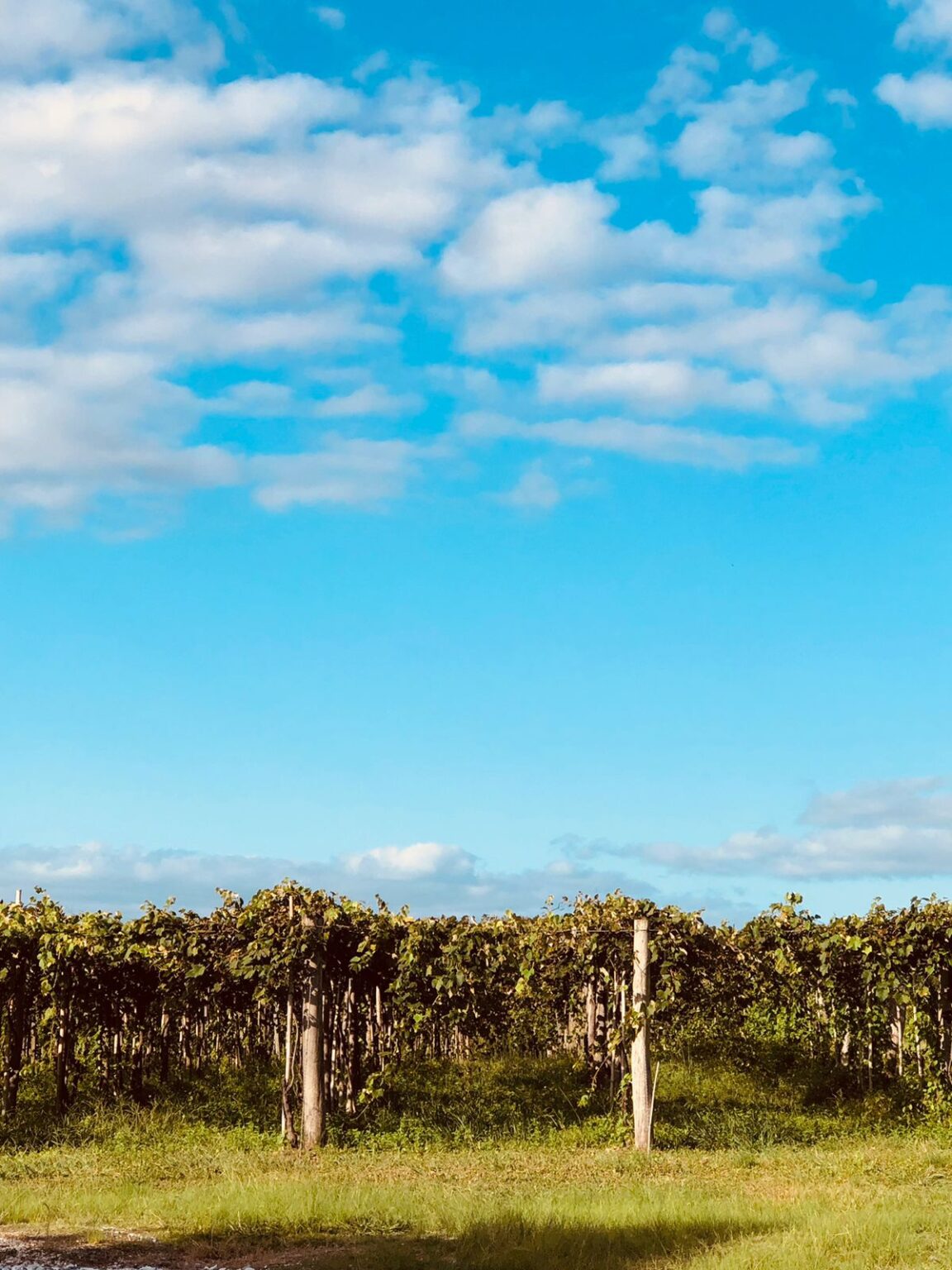 Latada ou Espaldeira: tradição, qualidade e mercado - Brasil de Vinhos